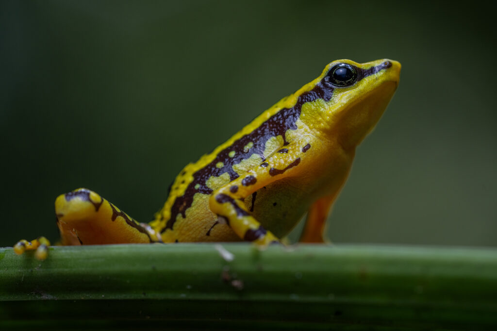 News – Amphibian Survival Alliance
