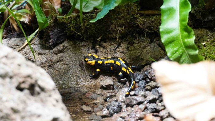 News – Amphibian Survival Alliance